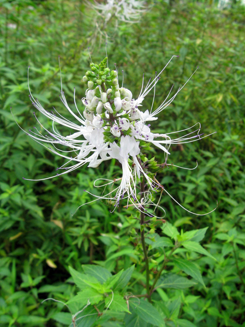 猫须草提取物(Herb of Spicate Clerodendranthus P.E)() - 产品展厅 - 长沙睿鼎生物科技有限公司